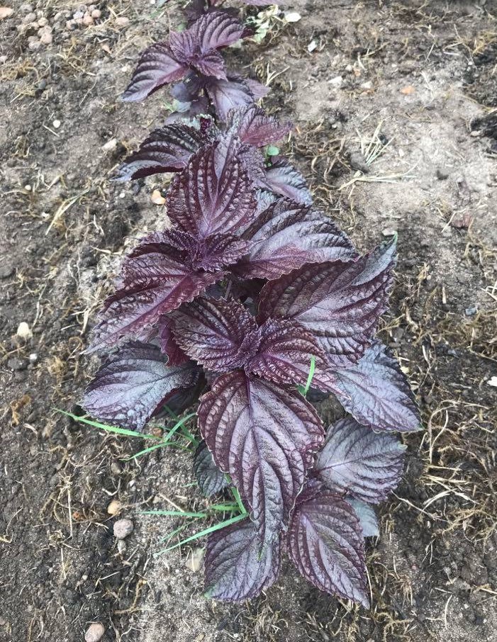 Shiso-planter - Japansk Mad